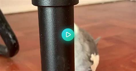 Chasing Chicken Album On Imgur