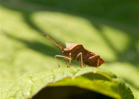 how to get rid of squash bugs