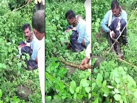 mp jabalpur python attack viral video man sitting to defecate python
