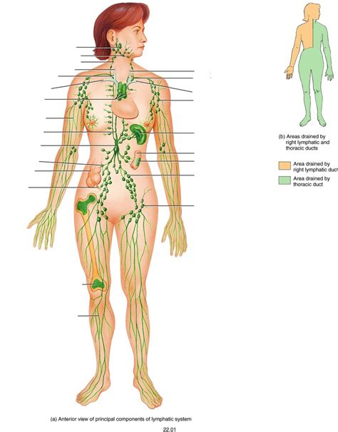 Lymphatic System Diagram Quizlet