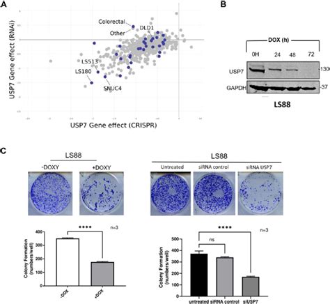 Knockdown Proteomics Reveals USP7 As A Regulator Of Cell Cell Adhesion In Colorectal Cancer Via