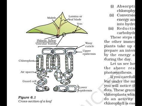 Parts Of A Leaf And Their Functions Pdf Grade 10