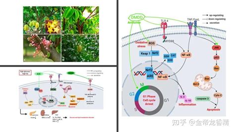 香精与香料171—杨桃 知乎