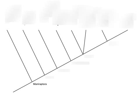 Bird Cladogram Diagram Quizlet