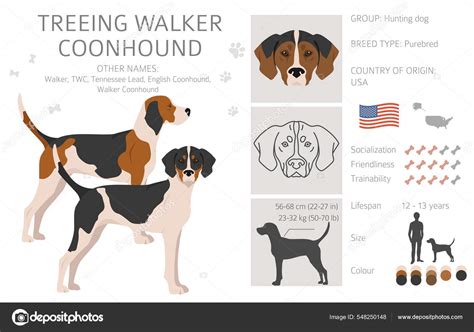 Treeing Walker Coonhound Clipart Different Poses Coat Colors Set Vector Stock Vector Image By
