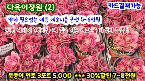 다육이정원 2 만나기 힘든 가격으로 또 왔어요~ 에오니옴 군생 5~6천 먼로 3포트 5천원 30할인 7~8천원 Youtube
