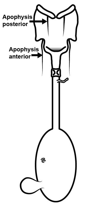 Glossary Microlepidoptera On Solanaceae