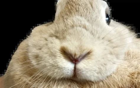 Стикеры телеграм «Стеша Rabibit