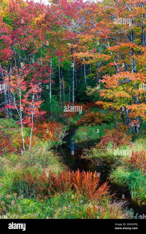 Fall Foliage Color In The Trees Near Sable River Nova Scotia Canada