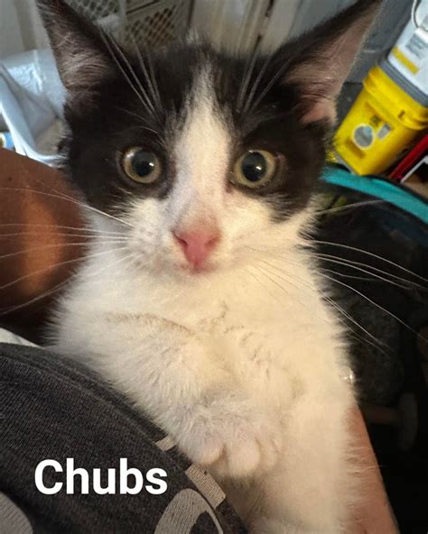 Chubs Ks Kitten Rescue