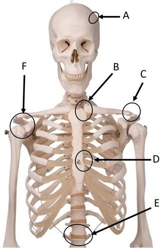 Lab 8 Functional Joint Classification Flashcards Quizlet Lab 8 Functional Joint Classification Flashcards Quizlet