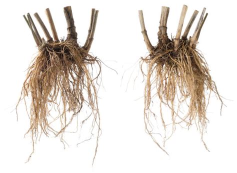 Fasciculated Roots Of Asparagus
