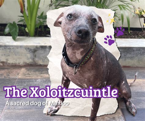 Xoloitzcuintli Skin Problems
