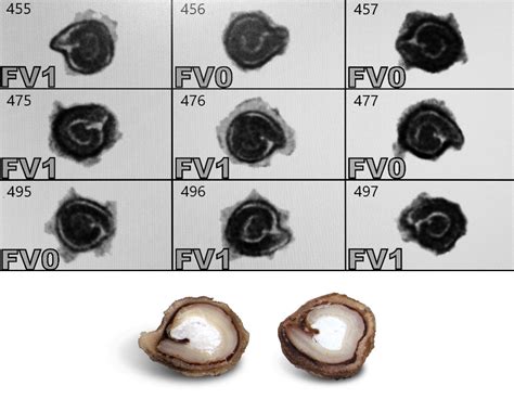 Dlf Beet Seed On Linkedin Sugarbeetseed Seedquality Germination Seedtech Energy