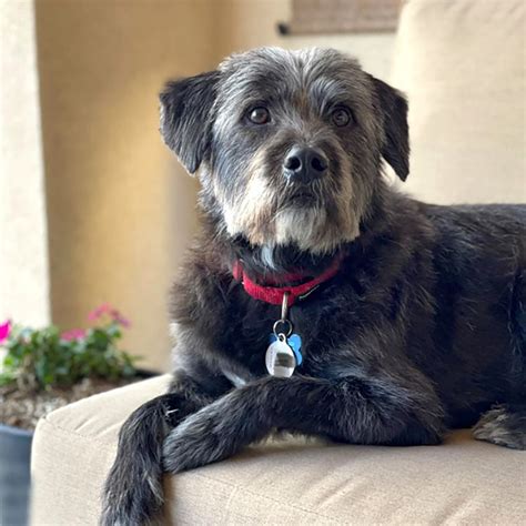 10 Schnauzer Mixes Full Of Character And Zest