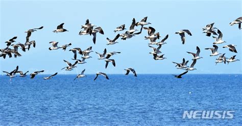 푸른 바다위를 나는 갈매기