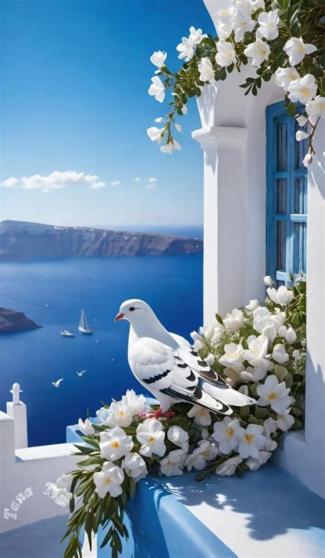 صوربروفايل صورشخصية ورد تصويري رسمةجديدة رسمرقمي رسمرصاص