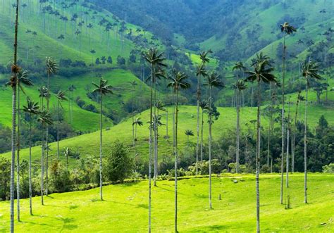 La Palma De Cera Del Quindío ¿en Qué Regiones De Colombia Crece Este