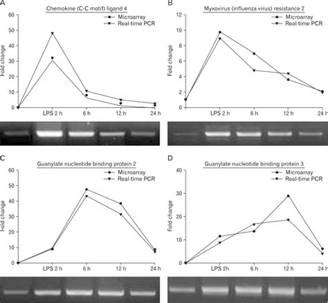 validation of the microarray data gene expression patterns