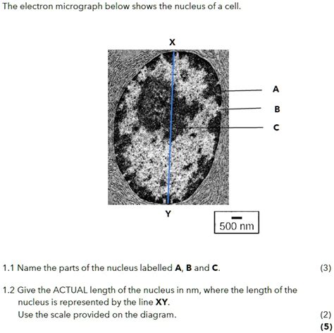 The Electron Micrograph Below Shows The Nucleus Of A Cell 11 Name The