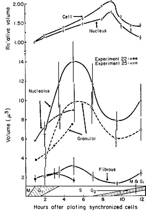 Figure 1 From Ultrastructure Of The Nucleolus During The Chinese Hamster Cell Cycle Semantic