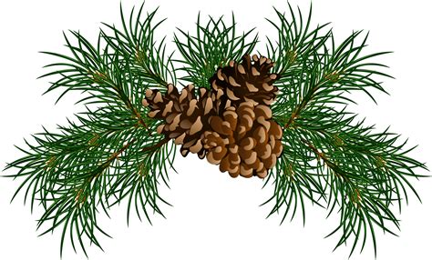 Pine Cone Png