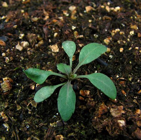 Field Peppergrass Weed Identification Guide For Ontario Crops