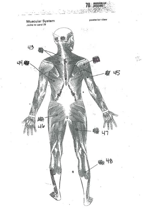 Posterior Muscles Diagram Diagram Quizlet Posterior Muscles Diagram Diagram Quizlet
