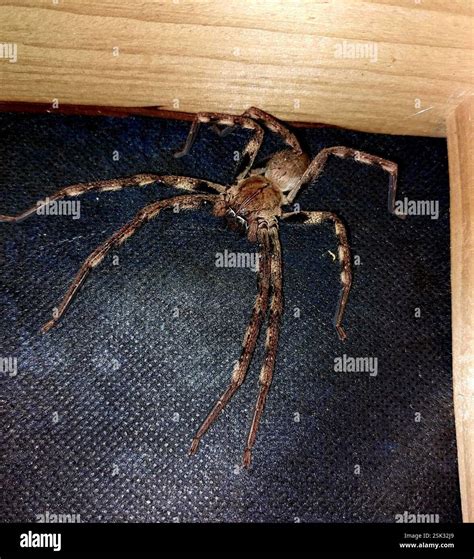 Common Rain Spider Palystes Superciliosus Arachnida Camphers Drift