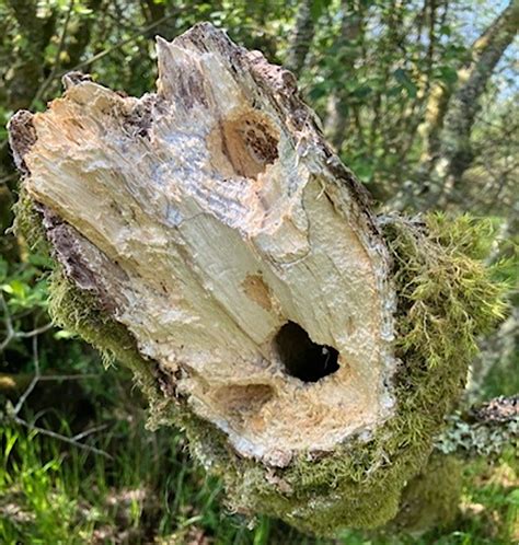 Confirmed Decline Of Willow Tits In Cornwall Evidence And Action To