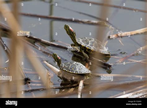 Juvenile Red Eared Sliders Trachemys Scripta Elegans Basking At