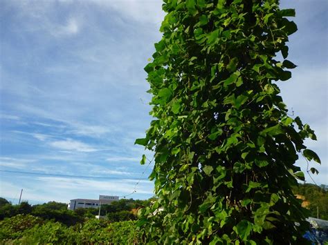 笠岡市園井 大峠 蓮池