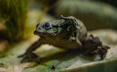 Lake Titicaca Frog Chester Zoo Animals