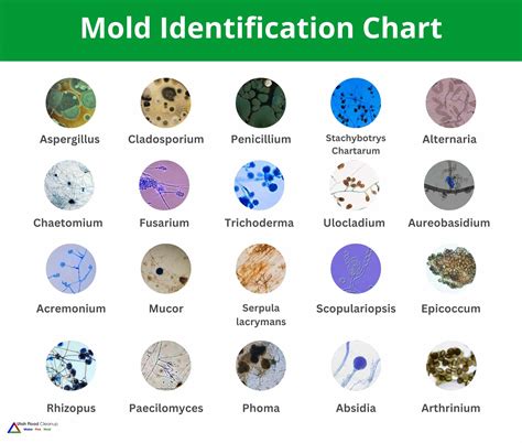 How To Identify Mold In Your Home Safely And Accurately