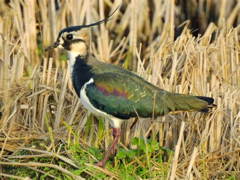 Vanellus Vanellus • Ficha De Ave
