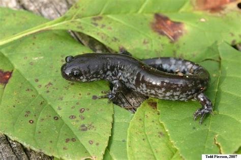 Small Mouthed Salamander Ambystoma Texanum Indiana Herp Atlas