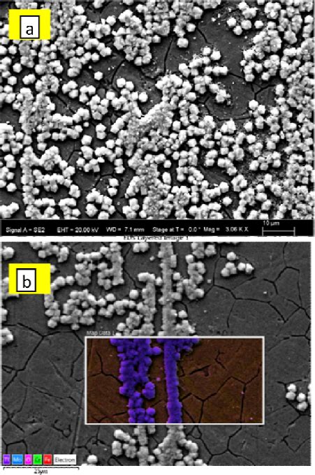 Micrograph Of The Sample Ss 304l Exposed To Shllw At 70 °c For 120 Download Scientific Diagram