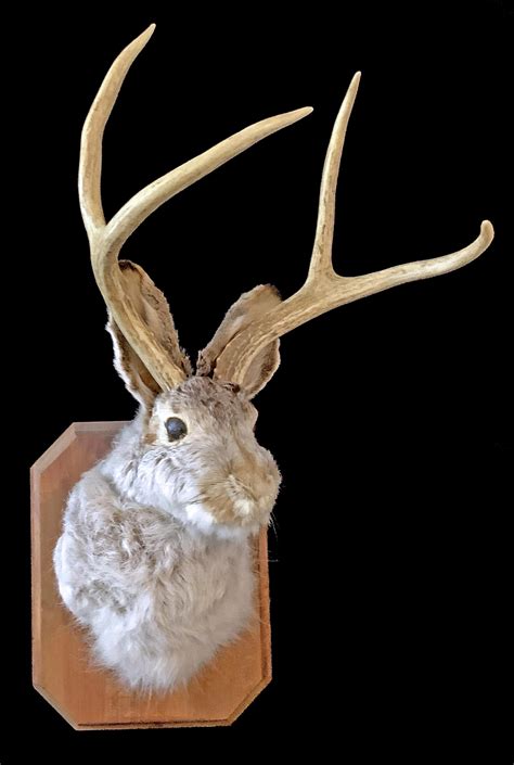 Lot Shoulder Mount Taxidermy Jackalope