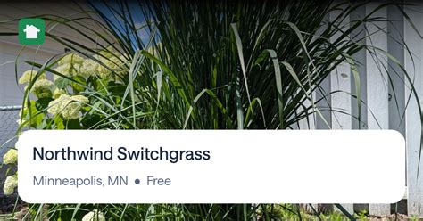 Northwind Switchgrass For Free In Minneapolis Mn For Sale And Free