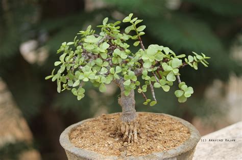 Practical Guide On How To Care For Your Jade Bonsai