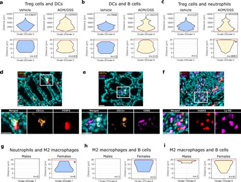Spatial Profiling Of The Mouse Colonic Immune Landscape Associated With