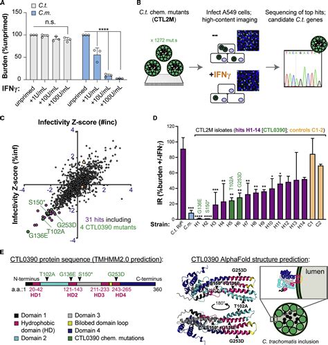 The Bacterial Effector Gard Shields Chlamydia Trachomatis Inclusions From Rnf213 Mediated