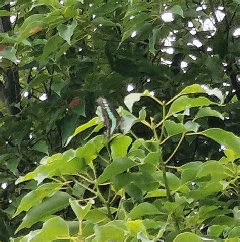 Yahoo オークション クスノキの葉 アオスジアゲハの餌 くすのきの葉