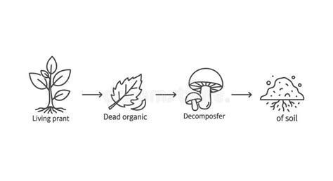 Decomposition Cycle Diagram Organic Matter To Soil Formation Stock