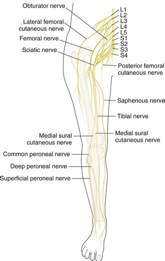 Knee And Lower Leg Clinical Gateclinical Gate