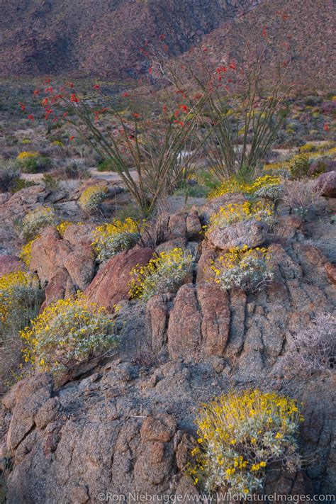 Anza Borrego Desert State Park Photos By Ron Niebrugge