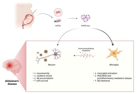 Histological Structure Of Human Amniotic Membrane