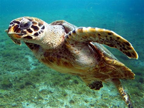 Tortuga Carey Características Qué Come Dónde Vive