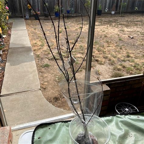 Incense Cedar Live Tree Seedling Western Native Evergreen Great For