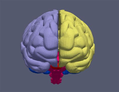 3d Model Of Human Brain V3 Brain